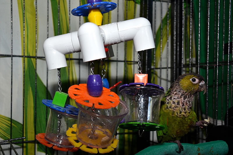 4 Way Forager - Bird Foraging Toys | Parrot Bird Toys in Australia ...