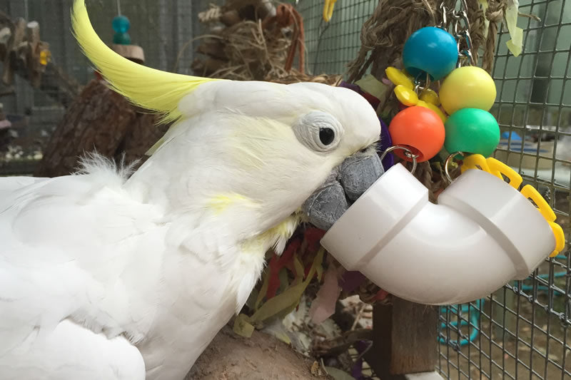 PVC Forager – Foraging Toy – Bird Toys and Parrot Supplies Shop in ...