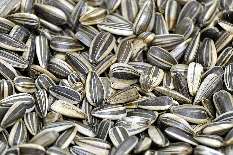 Sunflower Training Treat – Chipper Parrots